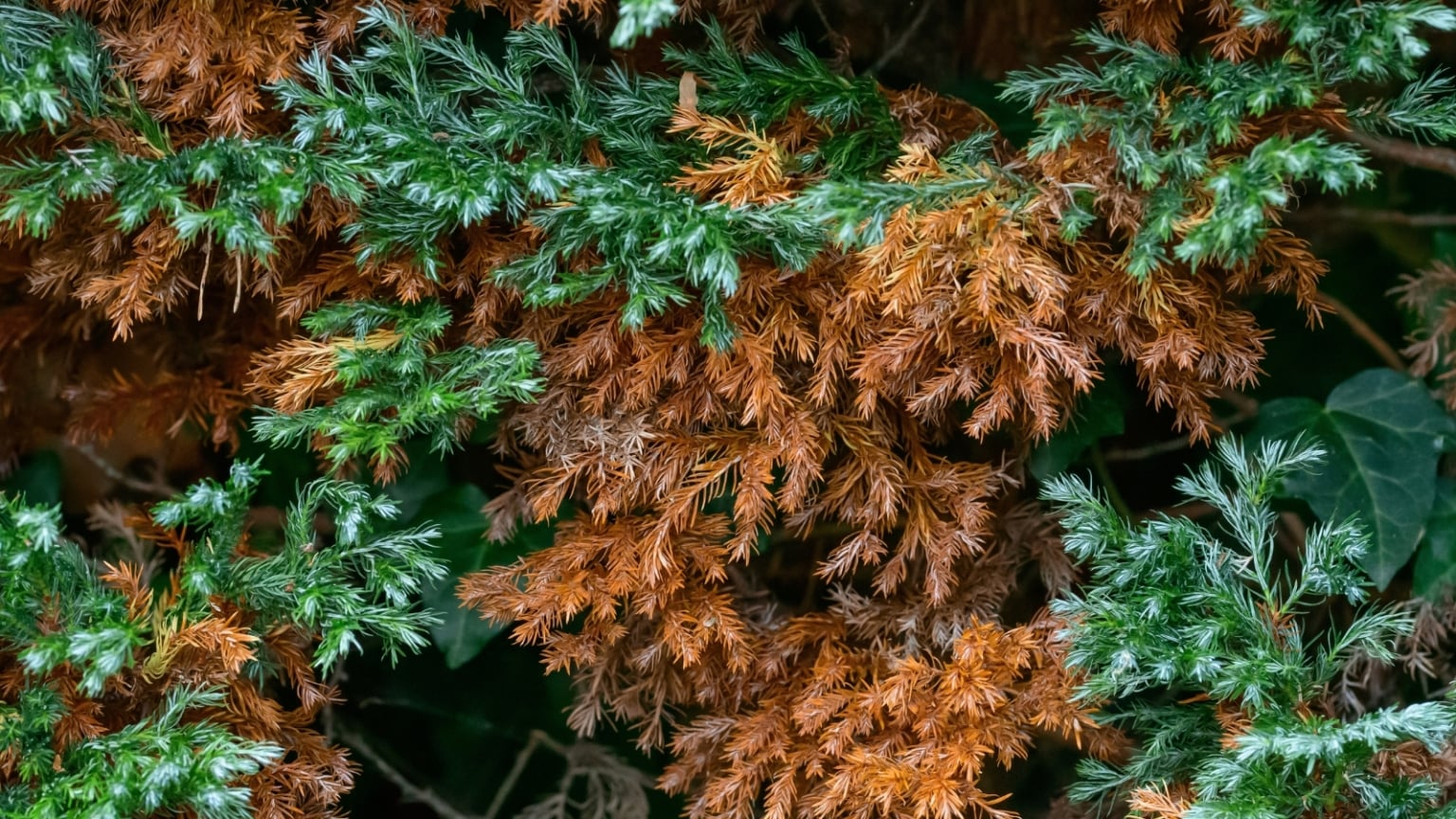 9 Reasons Your Lemon Cypress Tree is Dying and How to Save It - Epic ...