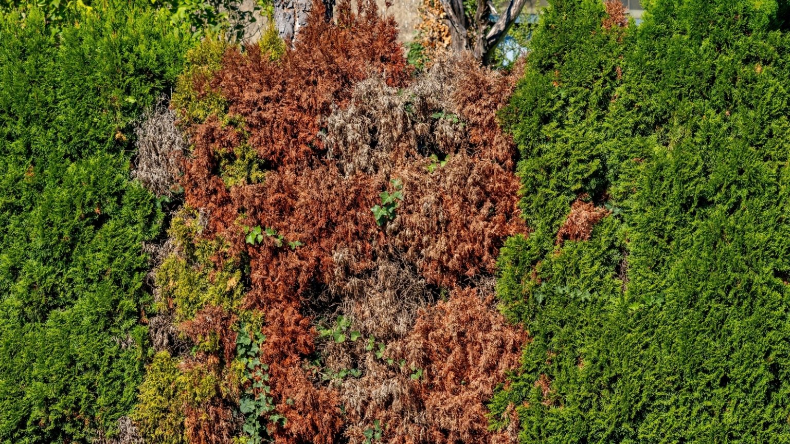 9 Reasons Your Lemon Cypress Tree is Dying and How to Save It - Epic ...