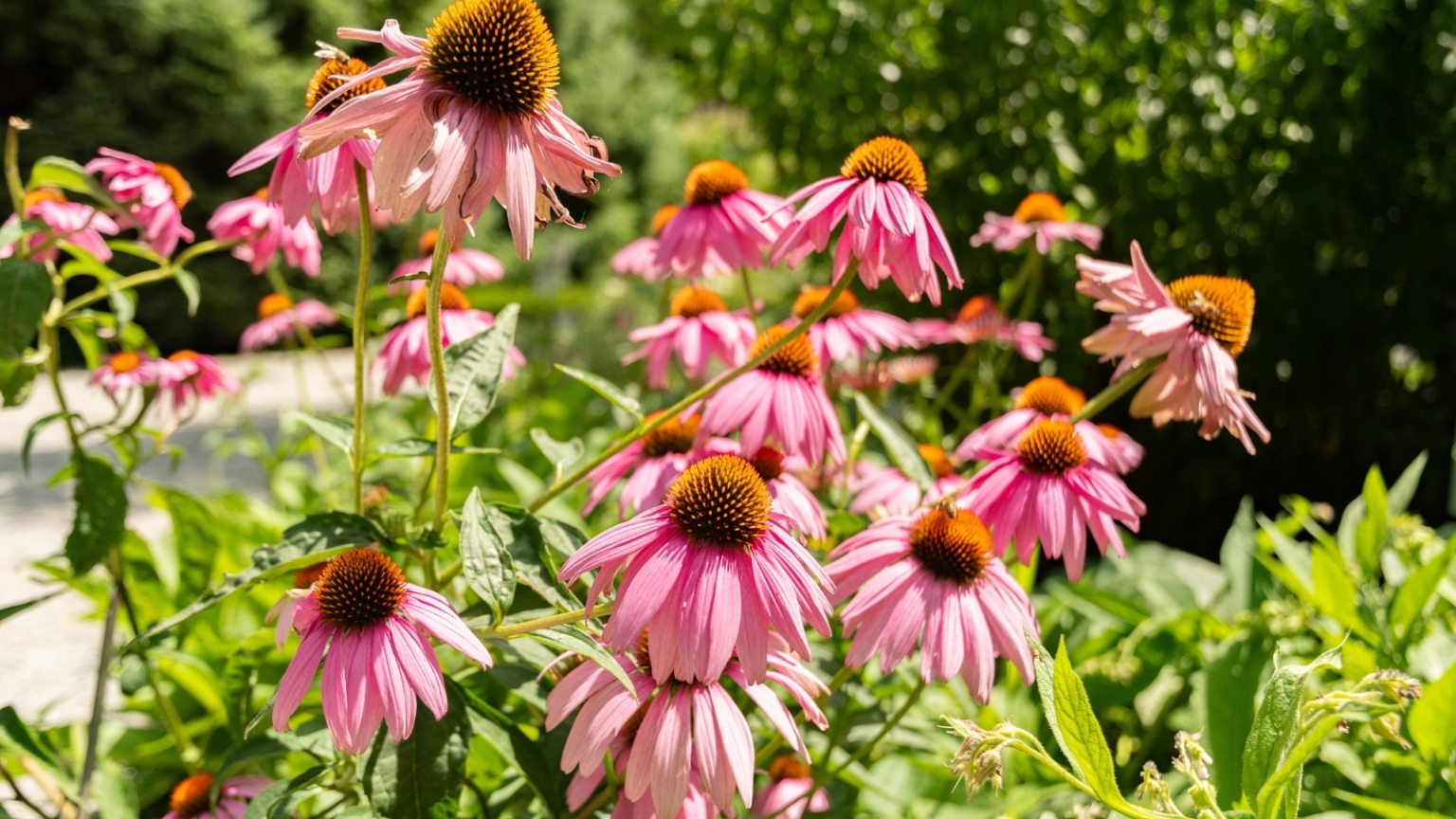 19 Seeds You Should Winter Sow In January