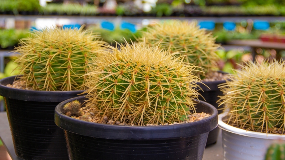 19 Cactus Plants With Pretty Flowers You Can Grow Indoors