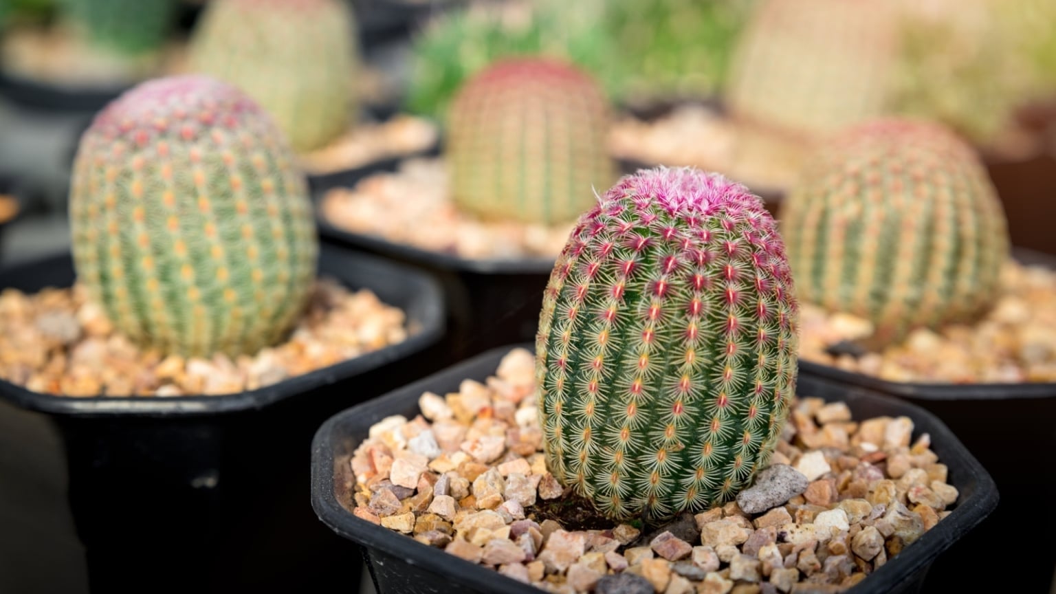 19 Cactus Plants With Pretty Flowers You Can Grow Indoors
