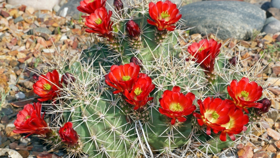 19 Cactus Plants With Pretty Flowers You Can Grow Indoors
