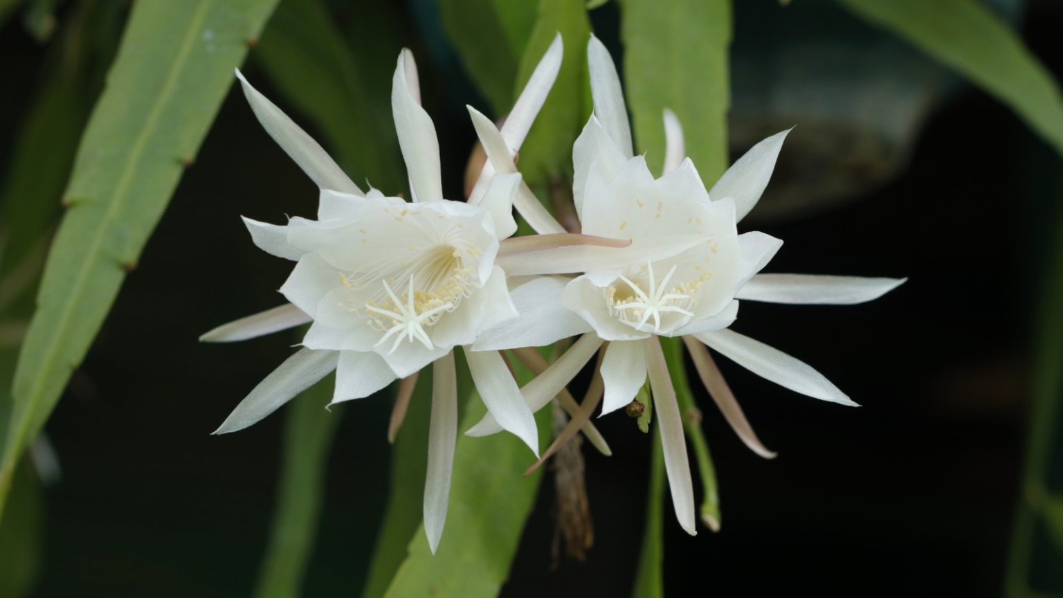 19 Cactus Plants With Pretty Flowers You Can Grow Indoors