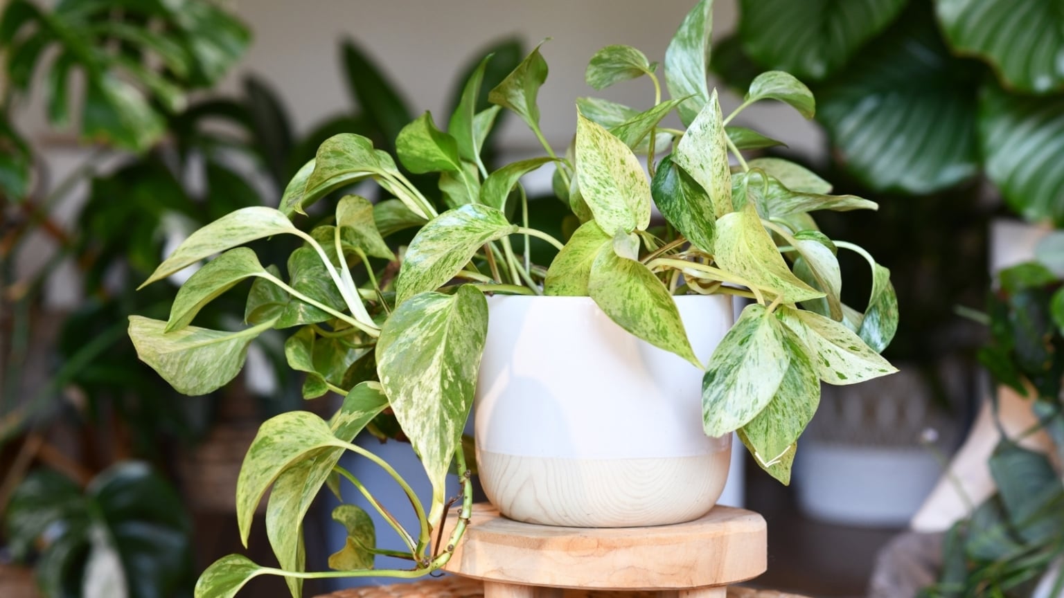 13 Houseplants That Are Prone to Collecting Dust