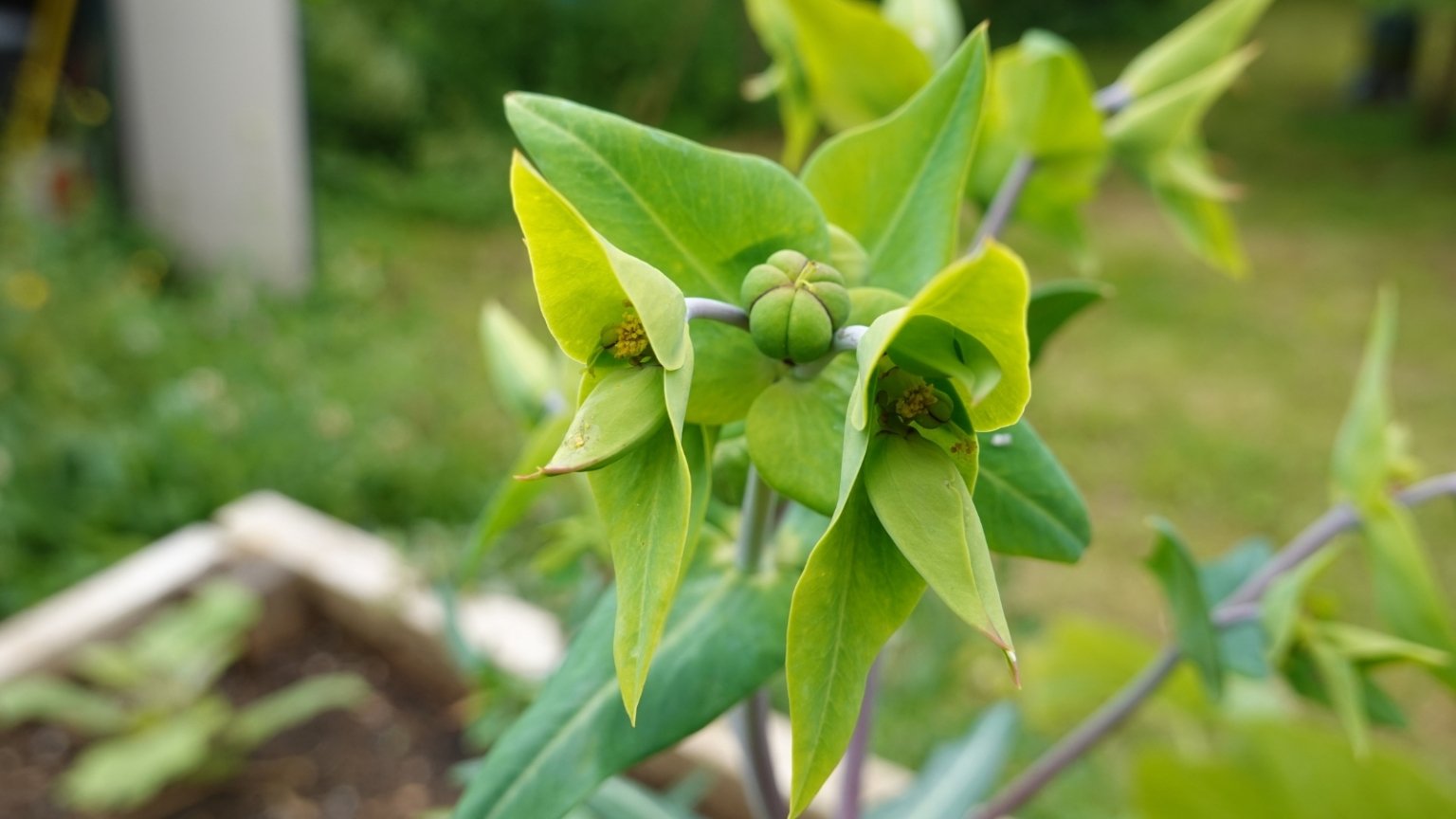 11 Plants That May Keep Moles Out of Your Yard