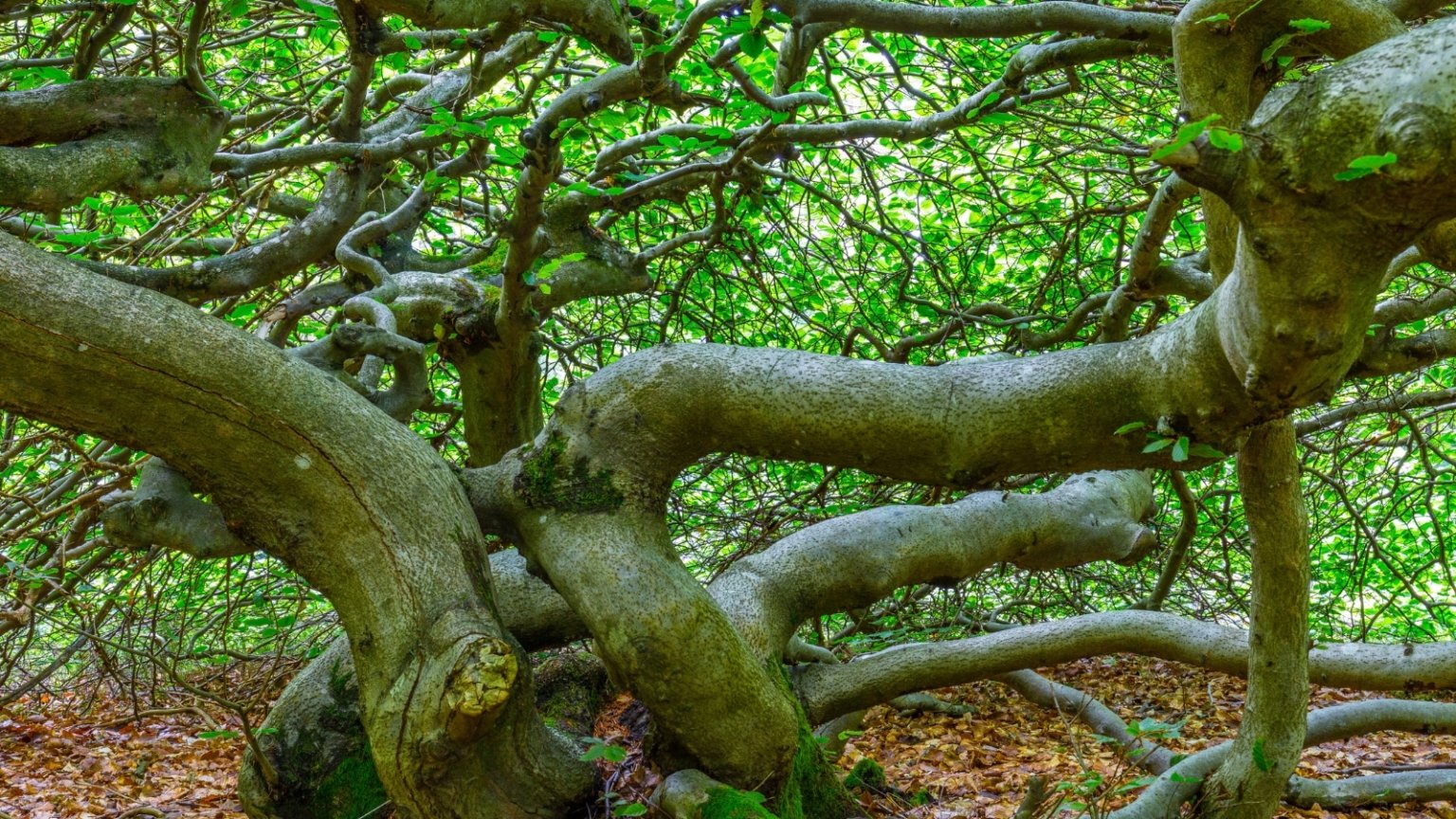 11 Trees With Unique, Twisted Branches That Look Good Bare