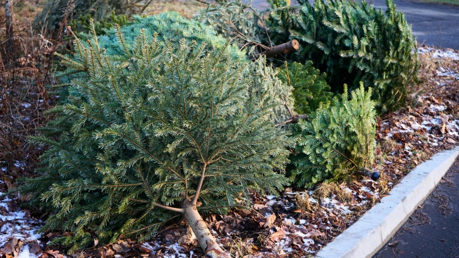 9 Eco-Friendly Ways to Repurpose Your Christmas Tree