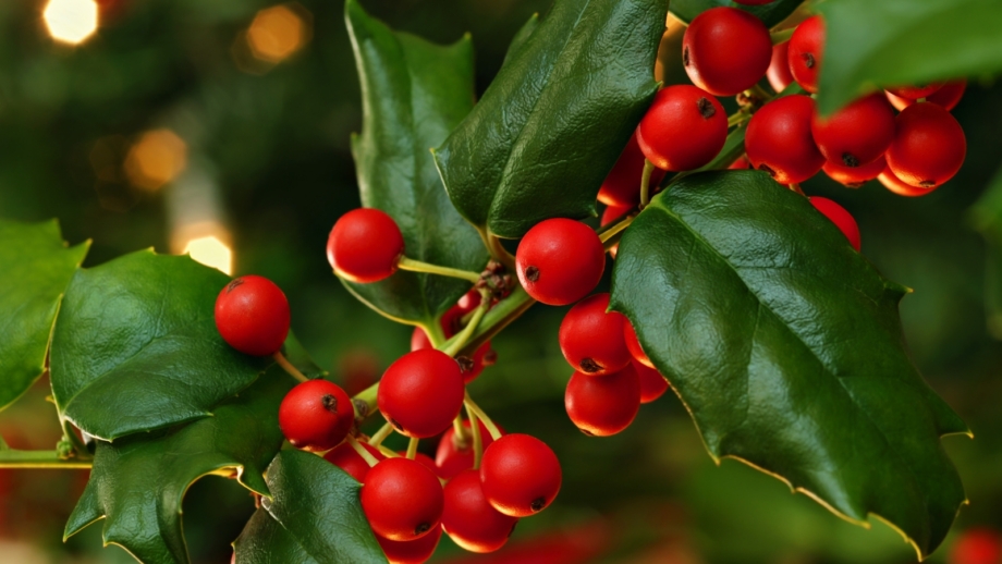 13 Most Beautiful Evergreen Branches to Harvest for Holiday Decor