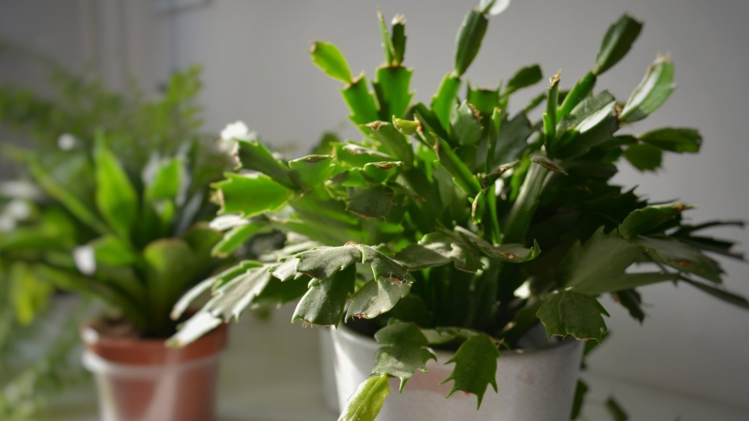 Easter Cactus: An Epiphytic Cactus You Can Grow