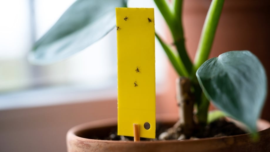 5 Common ZZ Plant Pests: Identification and Treatment