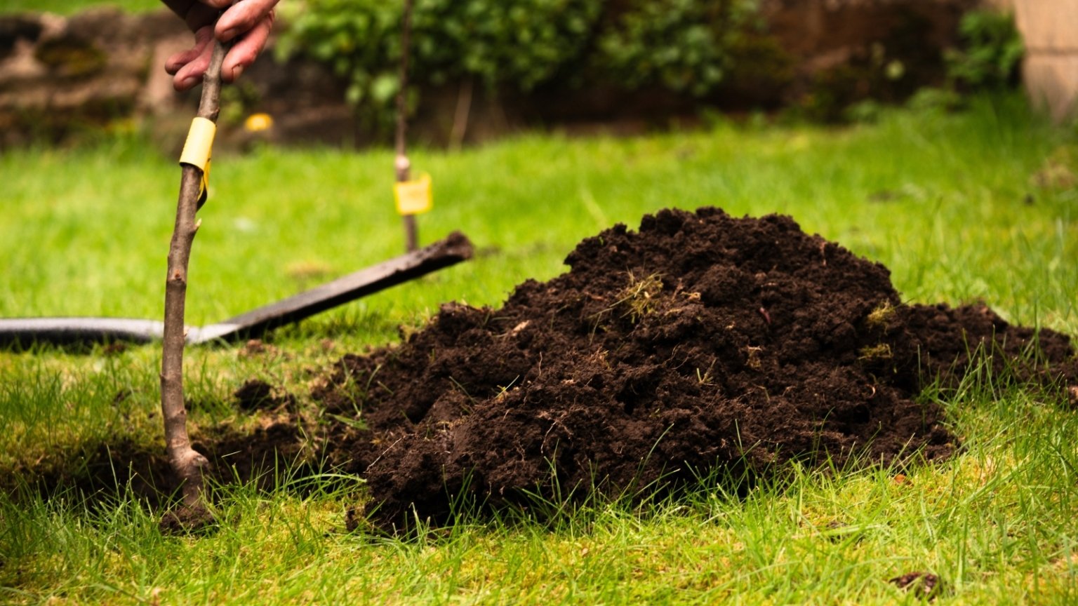 9 Easy and Low-Maintenance Fruit Trees for Your Backyard