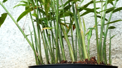 How to Grow Ginger Indoors in 7 Easy Steps