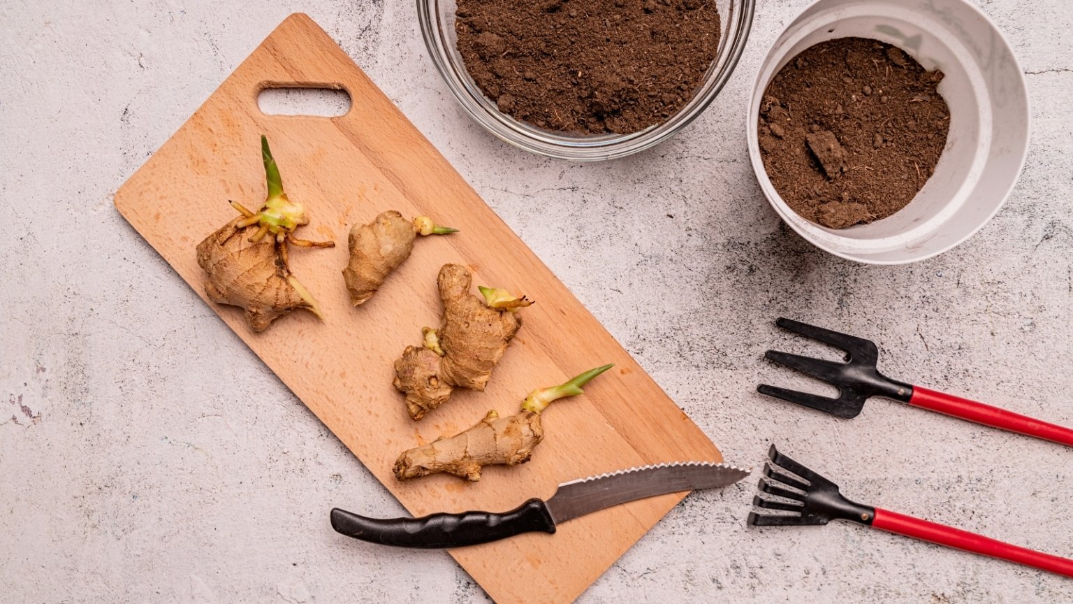 How to Grow Ginger Indoors in 7 Easy Steps