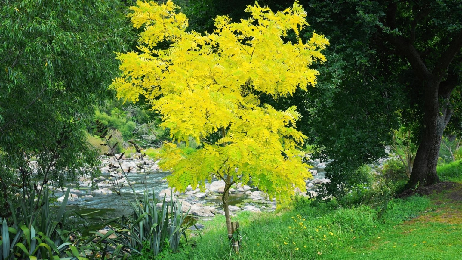 11 Trees With Unique, Twisted Branches That Look Good Bare