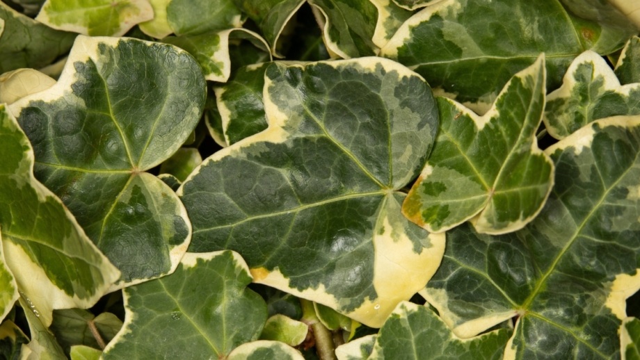 How to Grow Ivy as a Houseplant: 7 Care Tips