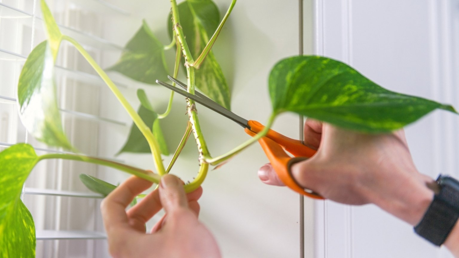 Should I Trim My Pothos? 7 Pruning Tips