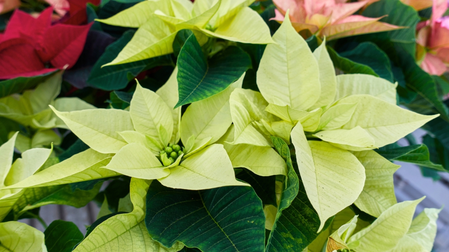 32 Unexpected Poinsettia Varieties to Try this Season
