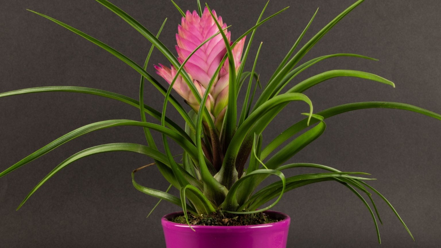13 Bromeliad Varieties for Colorful Indoor Blooms