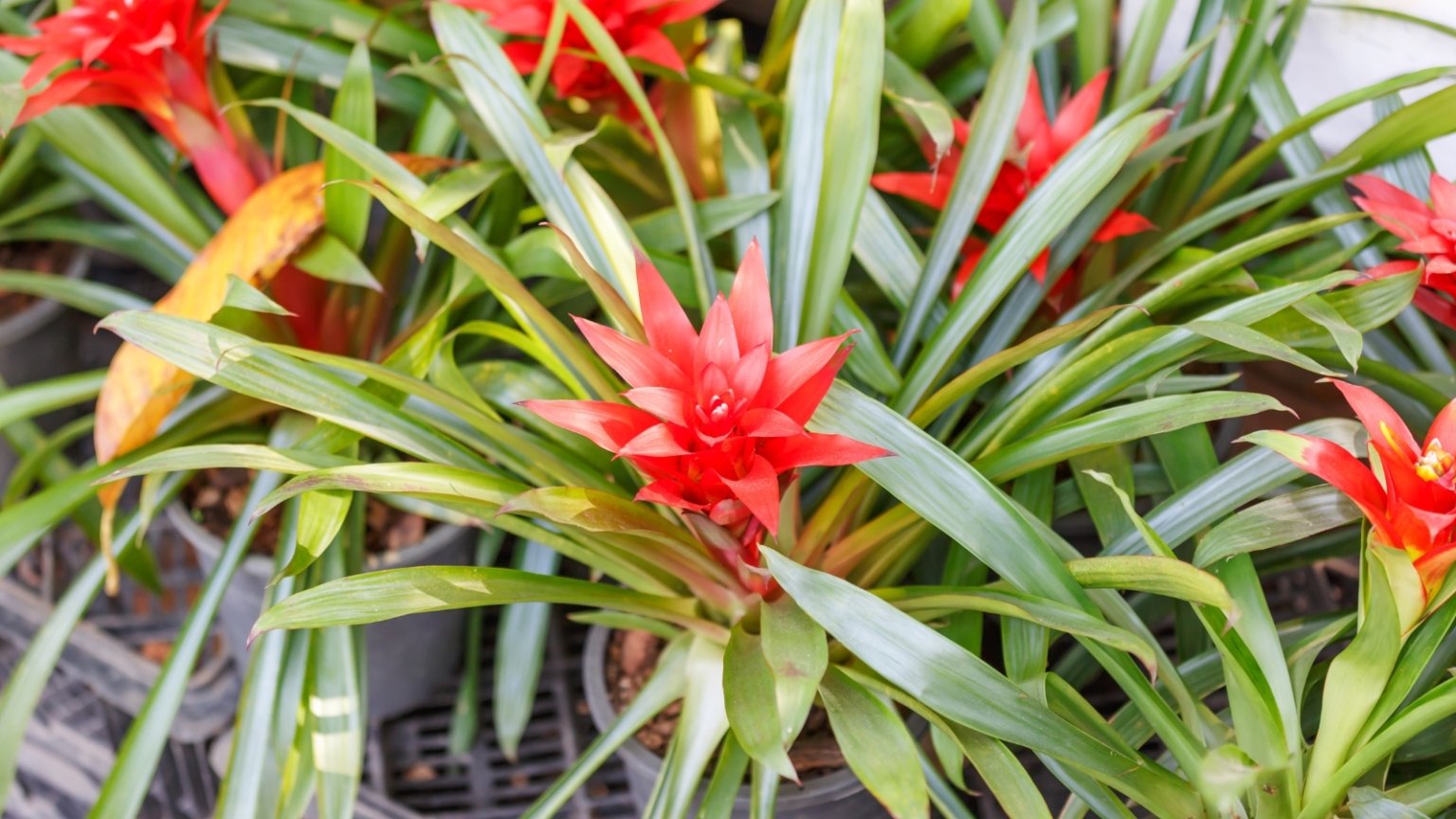 13 Bromeliad Varieties for Colorful Indoor Blooms