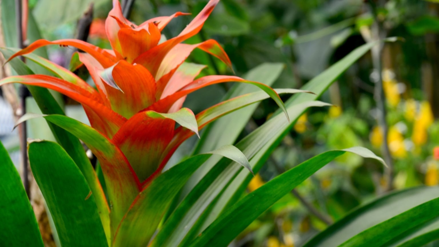13 Bromeliad Varieties for Colorful Indoor Blooms