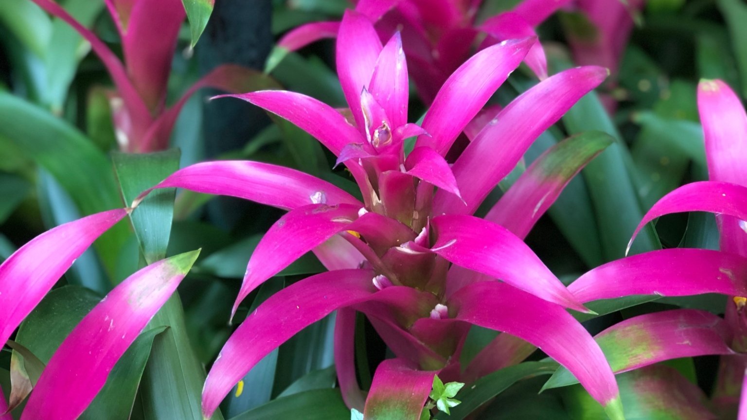13 Bromeliad Varieties for Colorful Indoor Blooms
