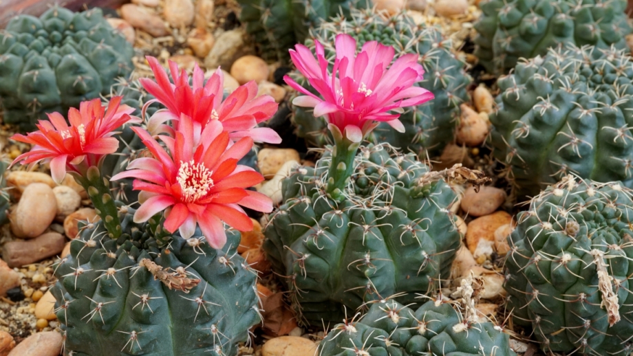 19 Cactus Plants With Pretty Flowers You Can Grow Indoors