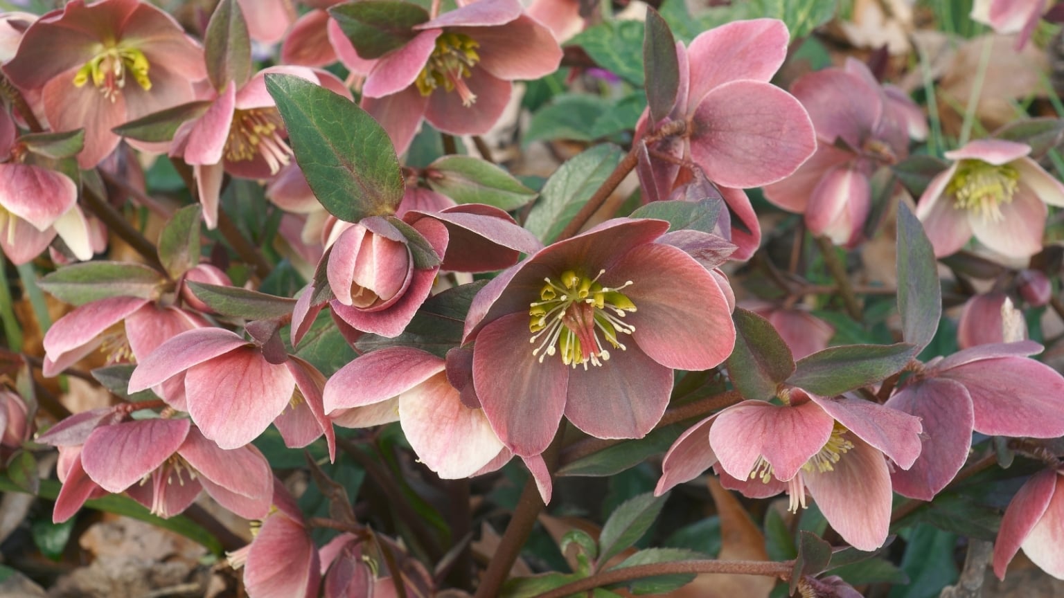 19 Showstopping Hellebore Varieties to Grow for Winter Blooms