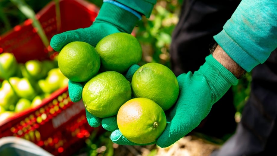 How and When to Harvest Limes