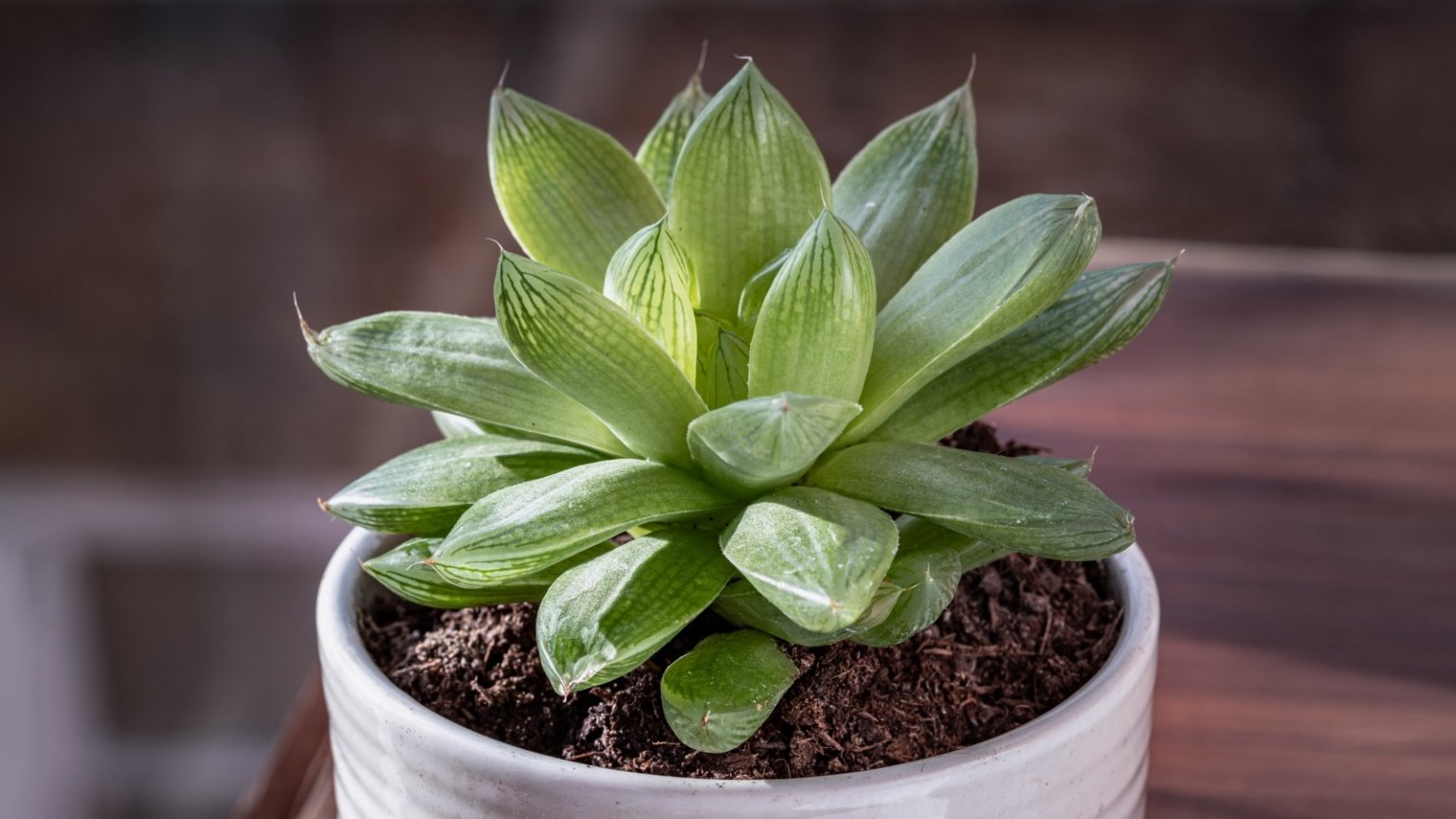 21 Houseplants That Like Low Humidity