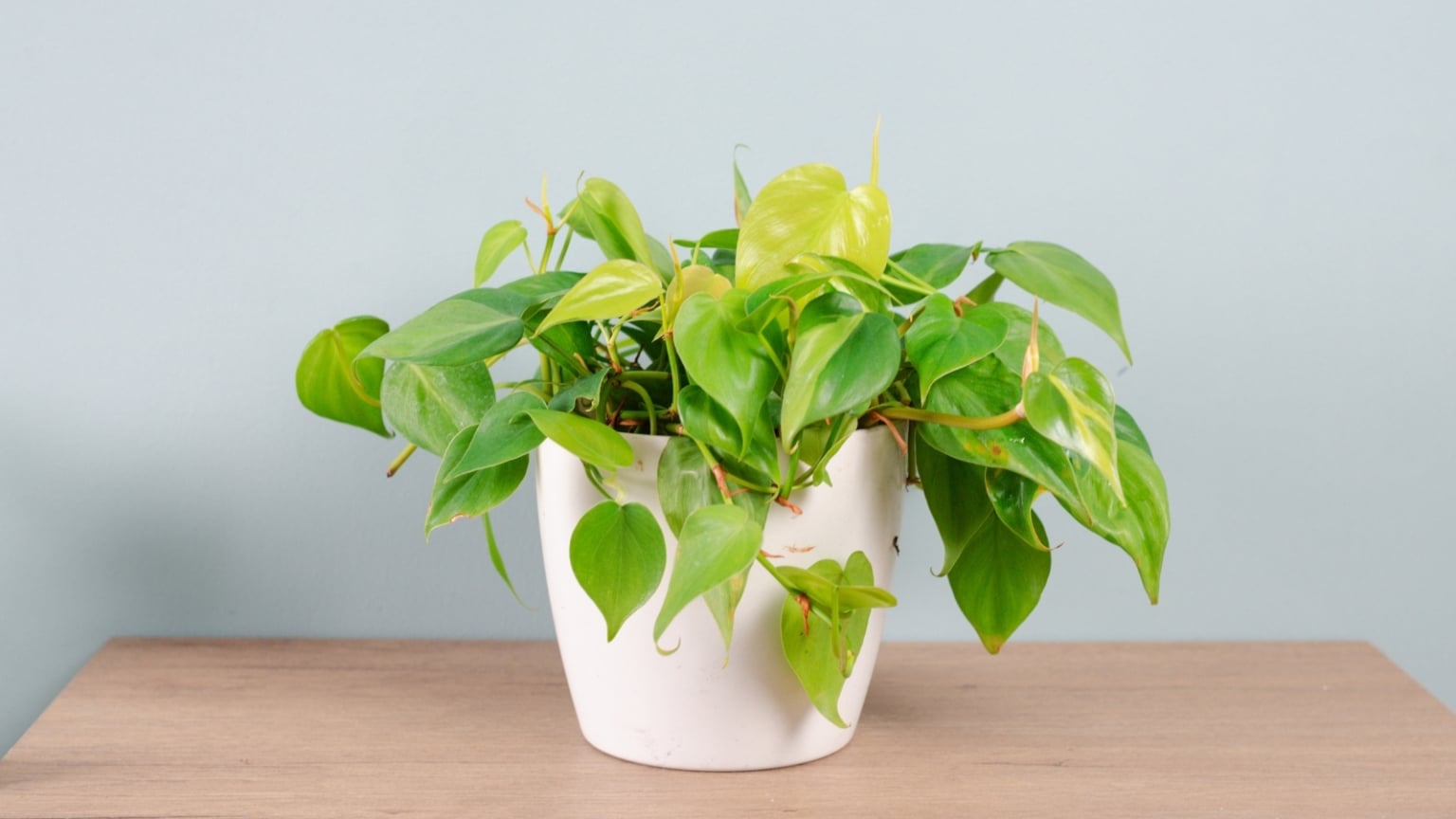 19 Fast-Growing Houseplants for a Lush Indoor Garden