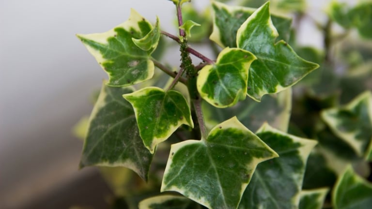 English Ivy: How To Grow And Manage Hedera Helix - Epic Gardening