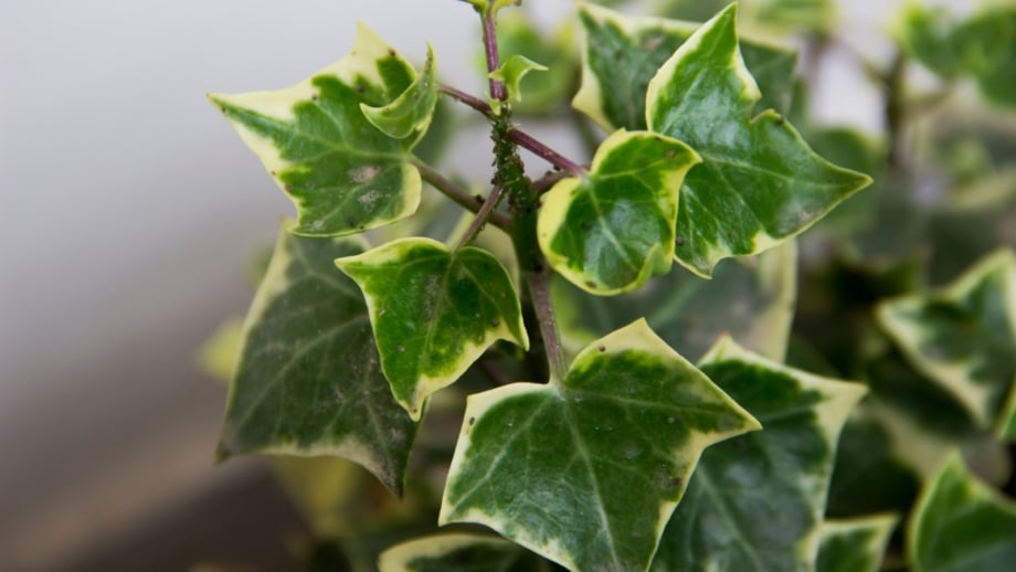 English Ivy: How To Grow And Manage Hedera Helix - Epic Gardening