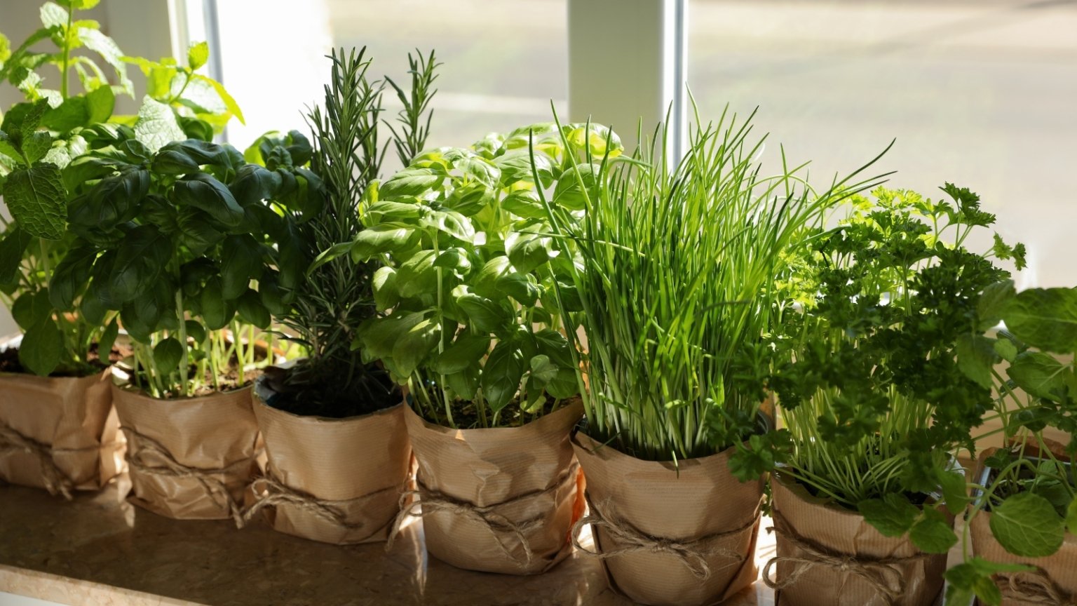 35 Healthy Edible Plants to Grow Indoors In Winter