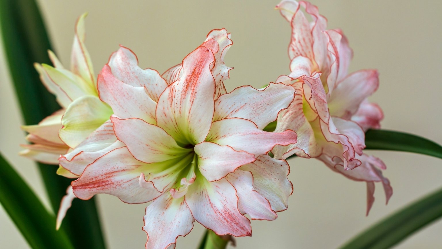 17 Amaryllis Varieties for Gorgeous Winter Blooms