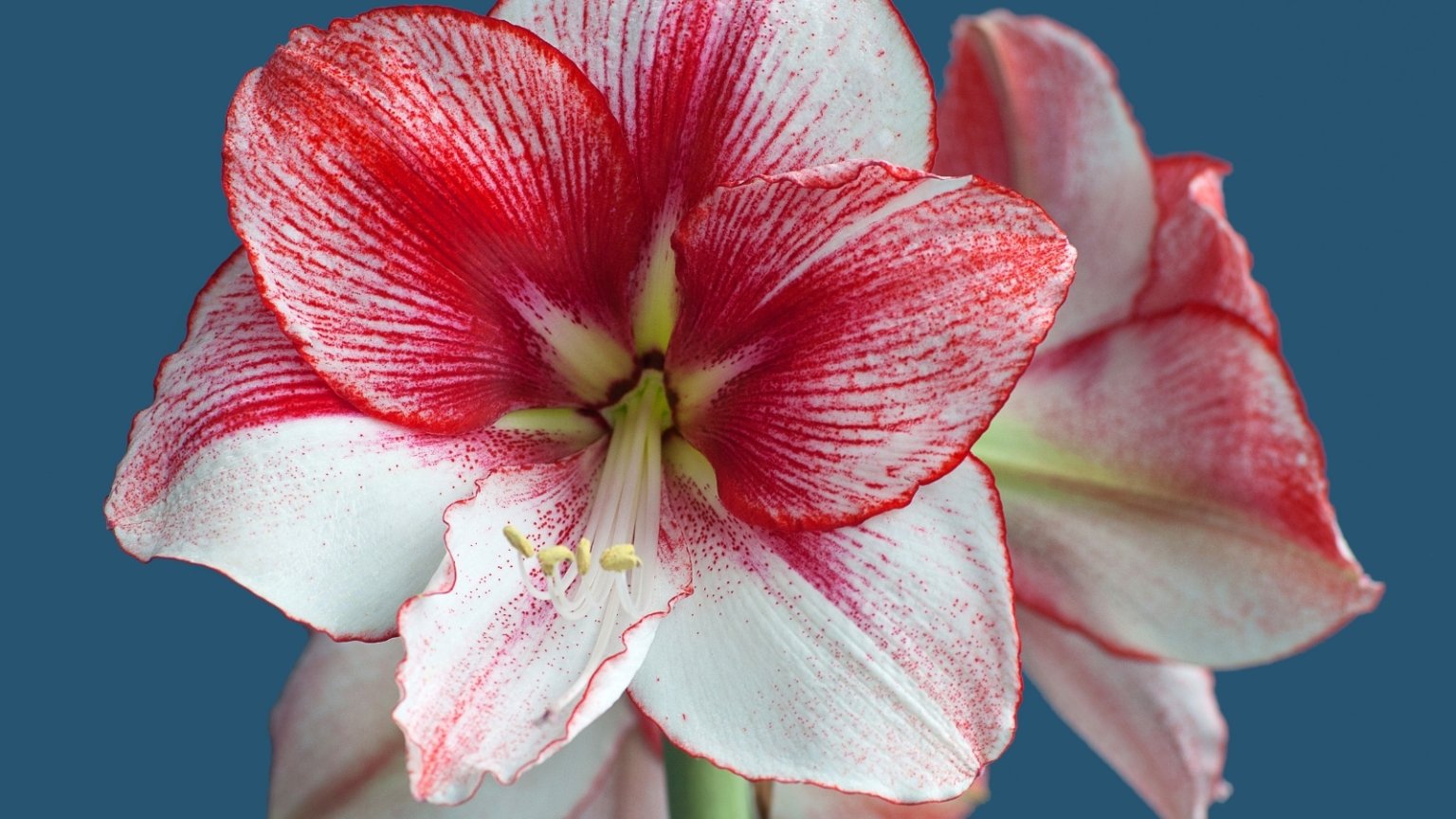 17 Amaryllis Varieties for Gorgeous Winter Blooms