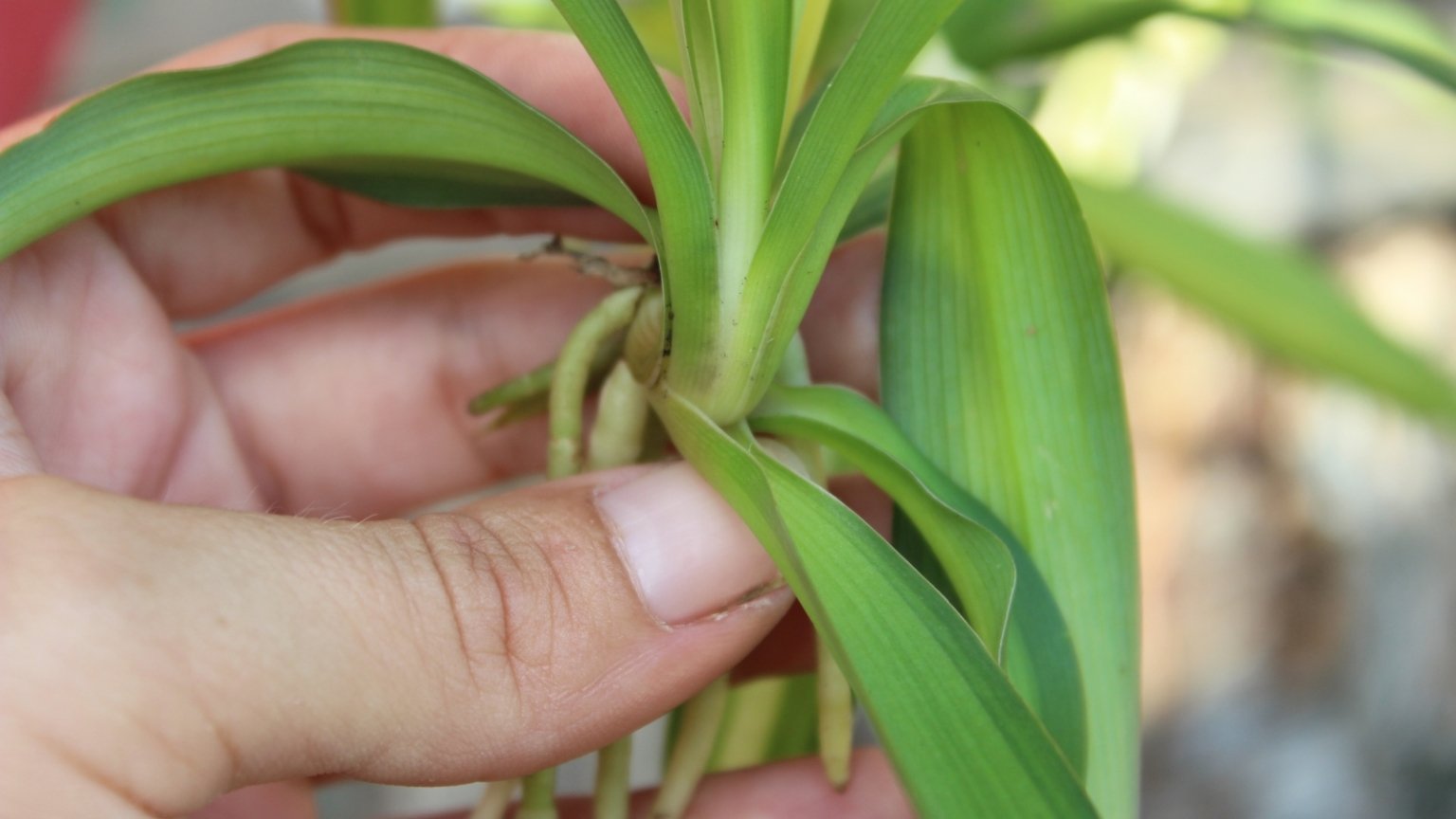 How to Root Spider Plant Babies: 7 Pro Tips