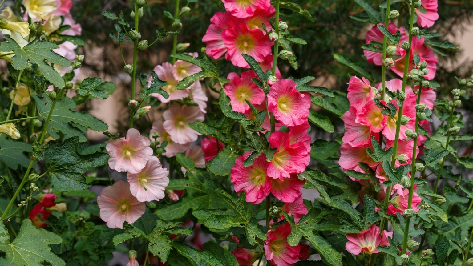 11 Flower Seeds You Can Sow on the Snow