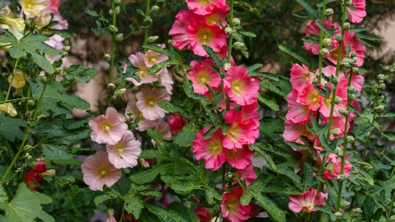 11 Flower Seeds You Can Sow on the Snow
