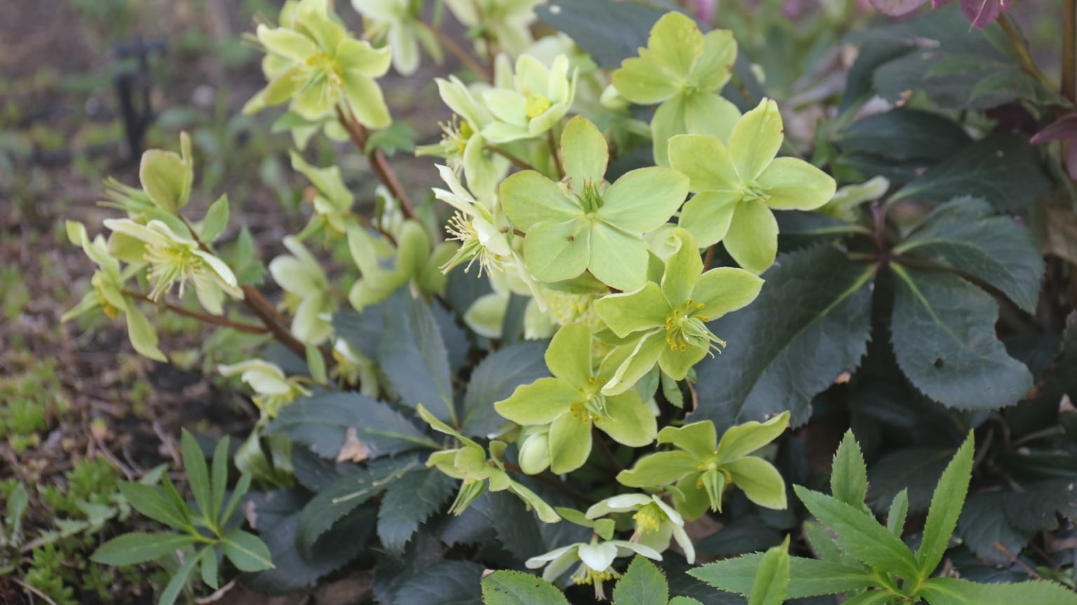 19 Showstopping Hellebore Varieties to Grow for Winter Blooms