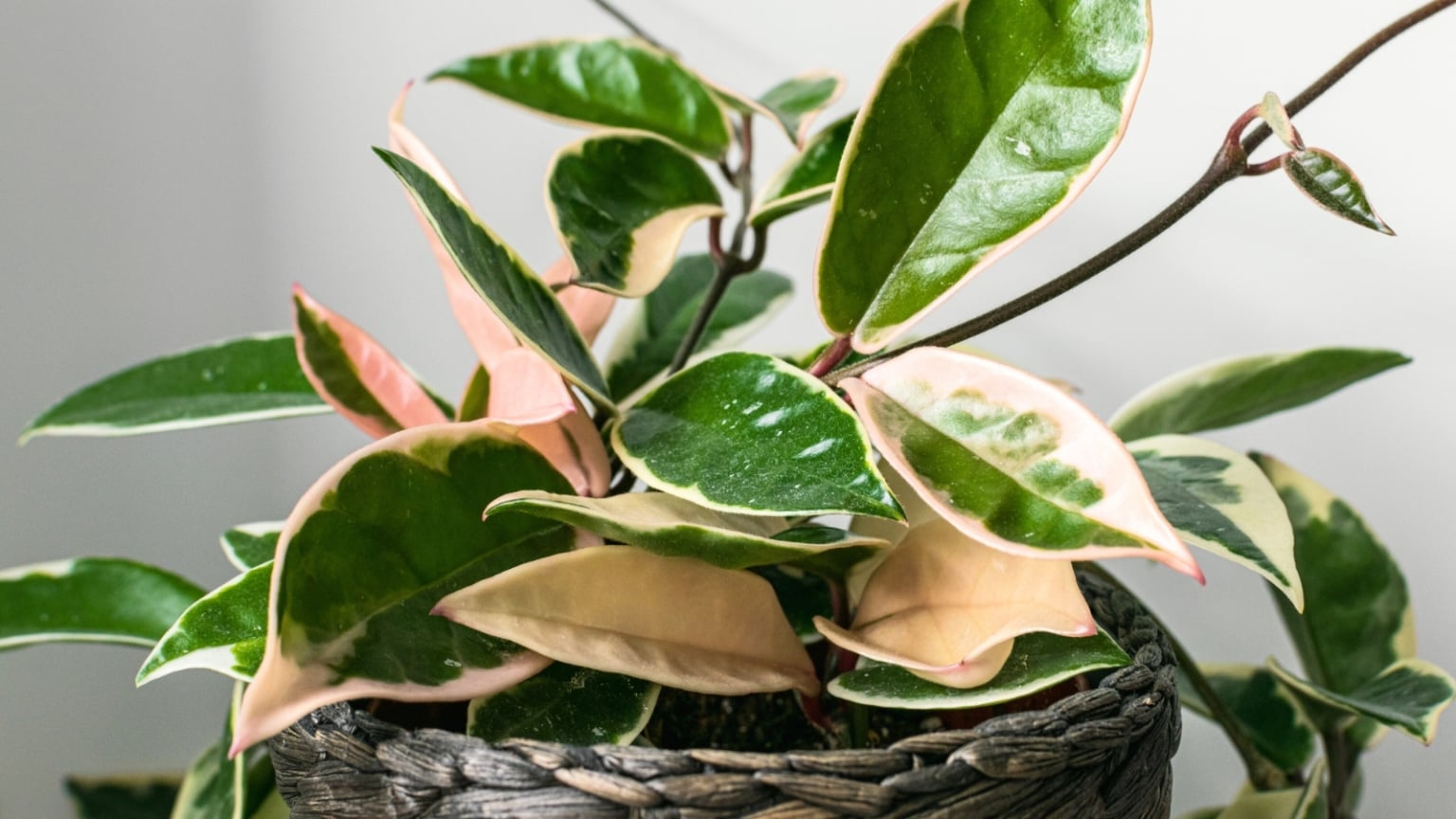 19 Fast-Growing Houseplants for a Lush Indoor Garden
