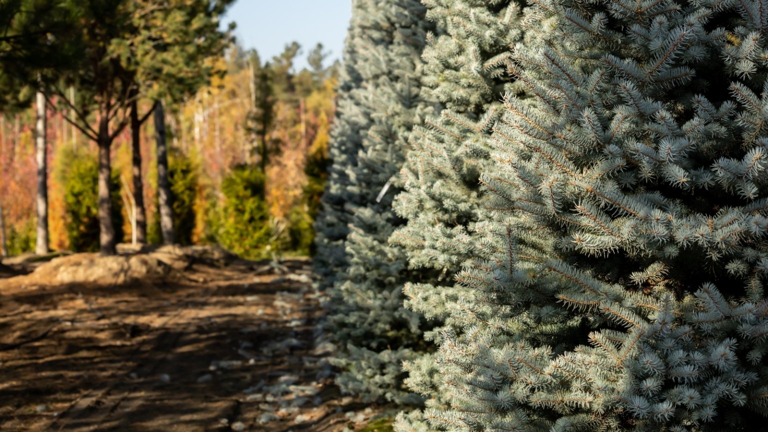 How to Plant, Grow, and Care for Blue Spruce Trees
