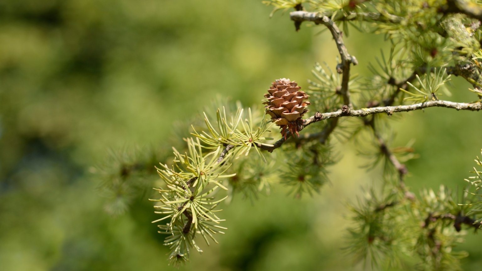 11 Trees With Unique, Twisted Branches That Look Good Bare