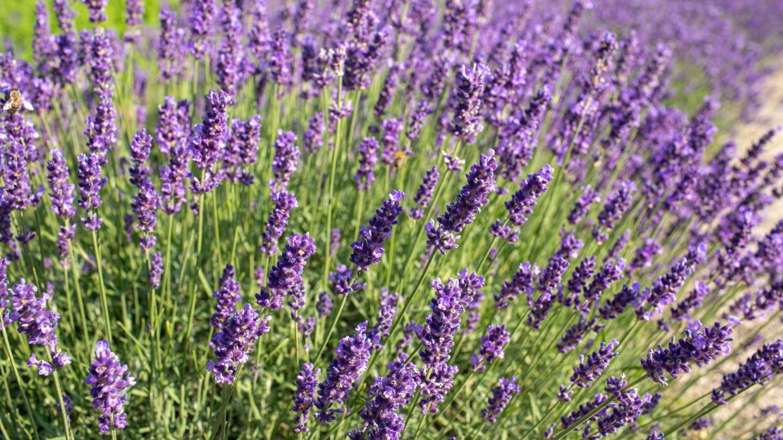 How to Plant, Grow, and Care for Lavender