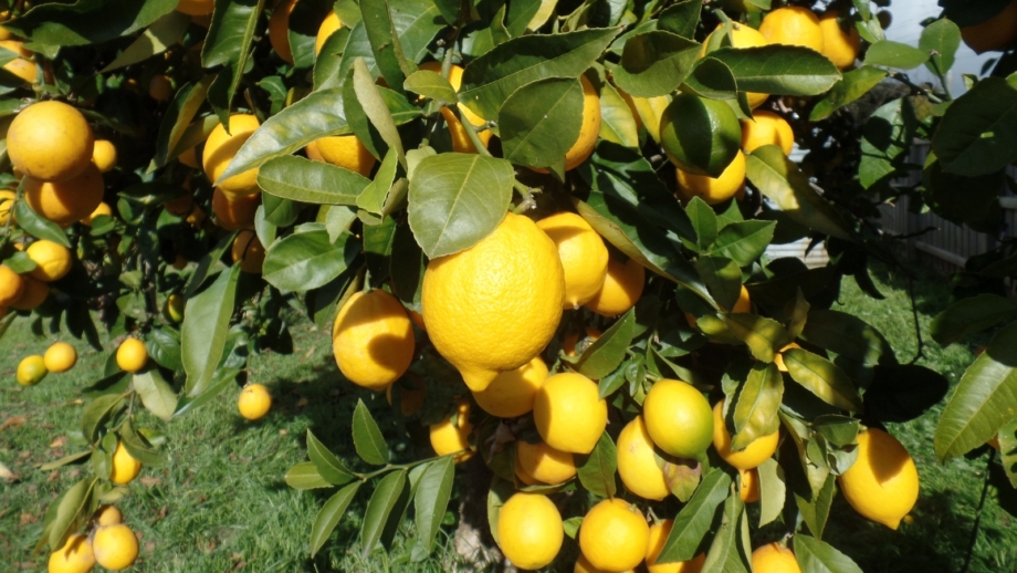 9 Easy and Low-Maintenance Fruit Trees for Your Backyard