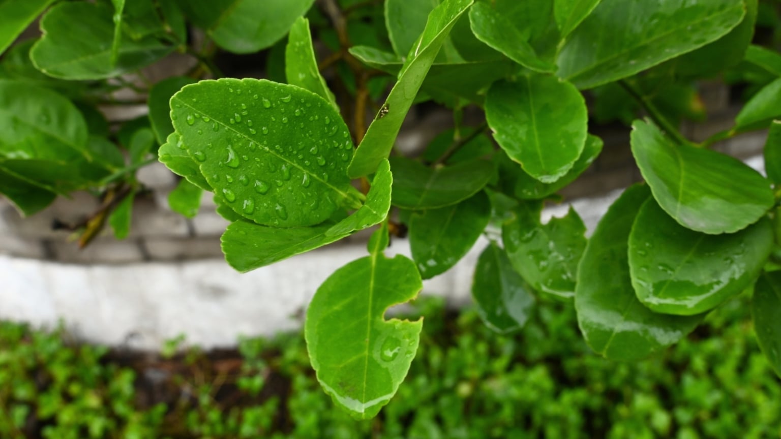 How to Plant, Grow, and Care for Key Lime Trees