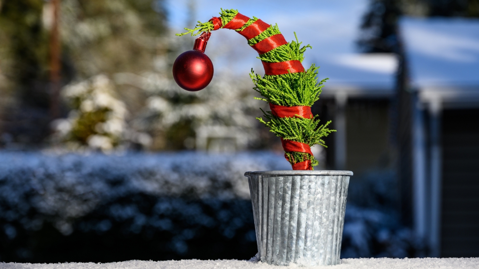15 Holiday-Inspired Indoor Plant Ideas