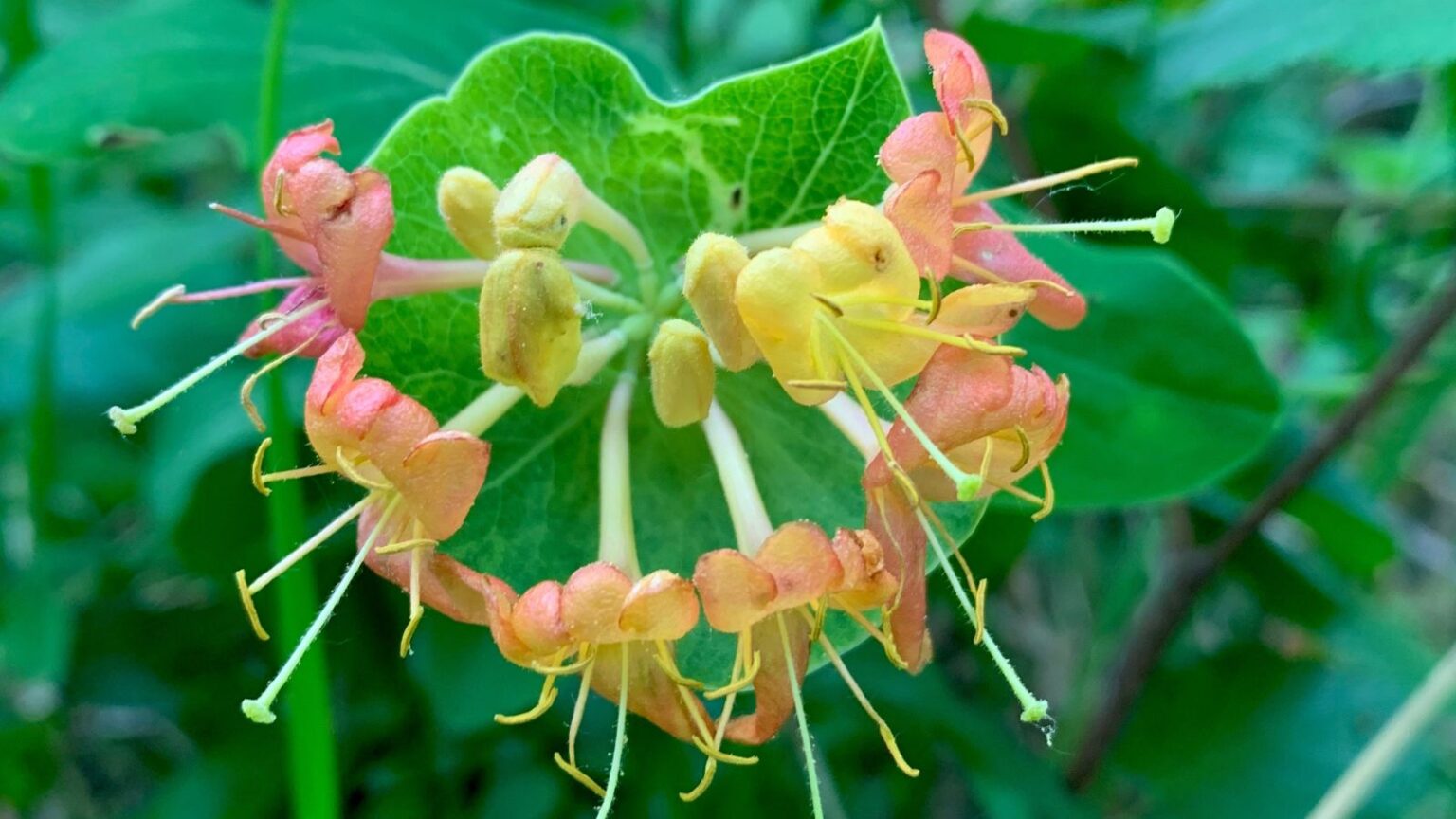 How to Plant, Grow, and Care for Winter Honeysuckle
