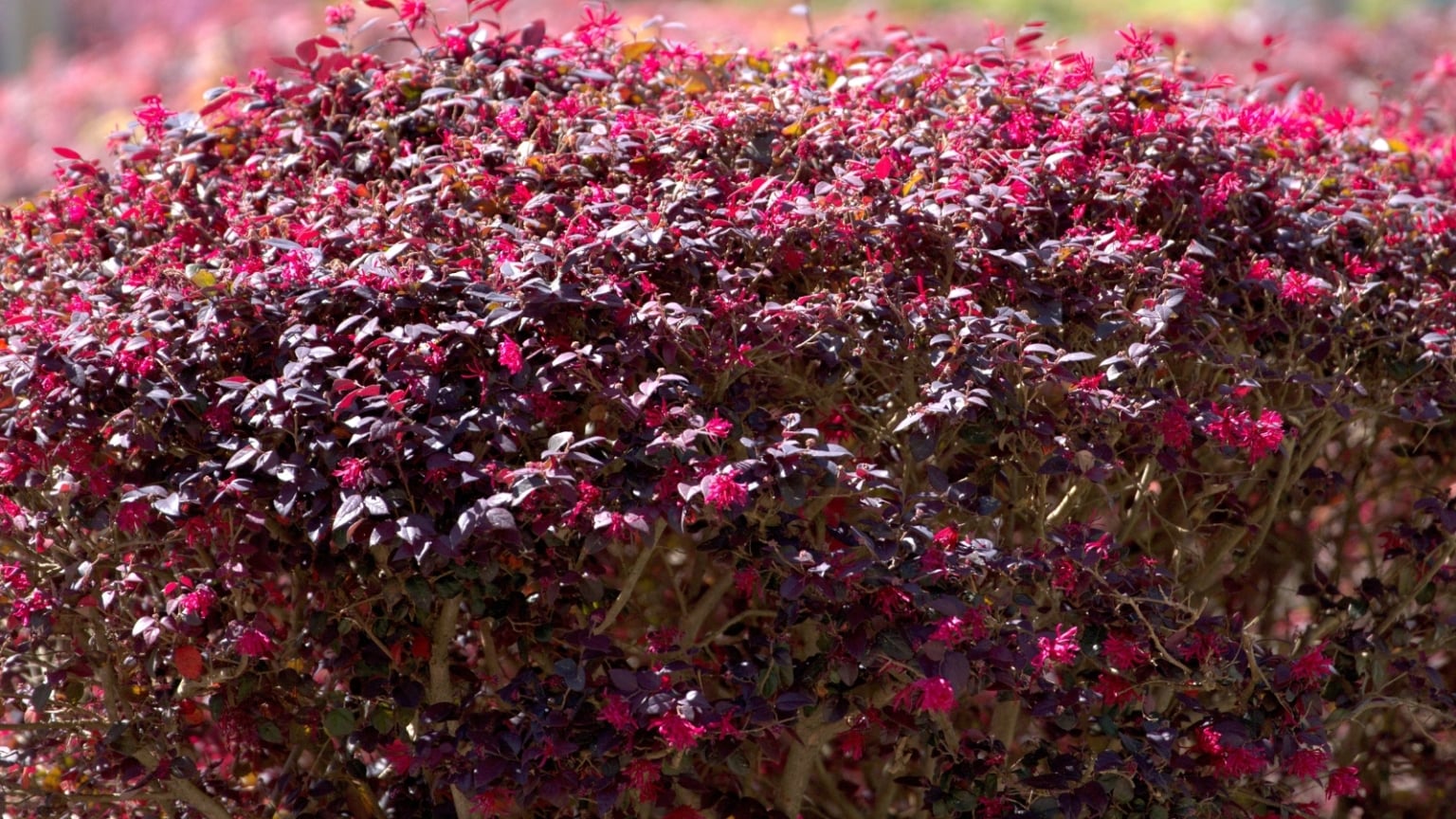 25 Low-Maintenance Shrubs That Thrive on Neglect