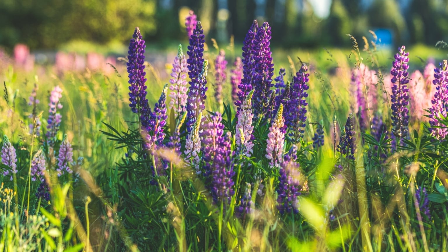 11 Flower Seeds You Can Sow on the Snow