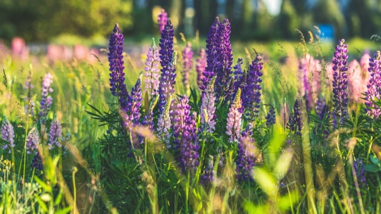 11 Flower Seeds You Can Sow on the Snow